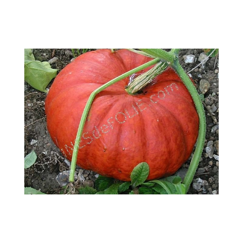 Potiron ou citrouille ROUGE VIF d'ETAMPES
