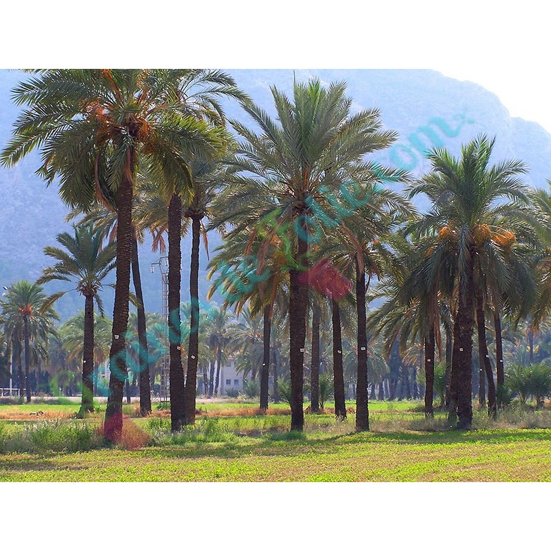 Vente de graines de Palmier Dattier - Phoenix dactylifera sur ...