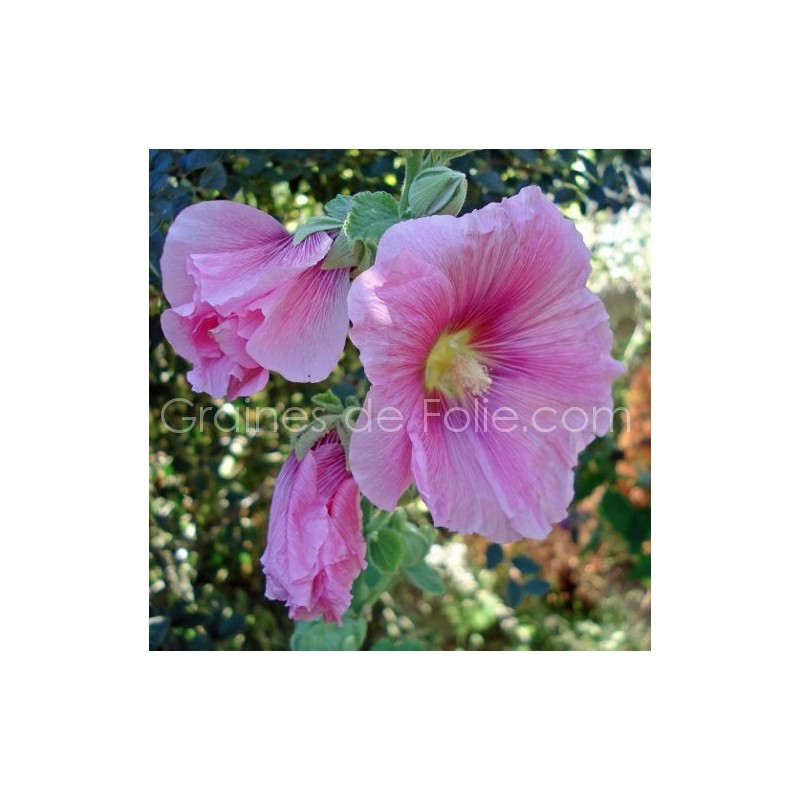 Graines de Rose Trémière