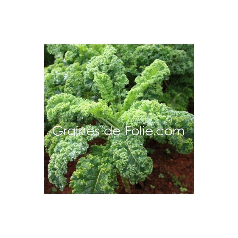 Graines de chou frisé VERT DEMI NAIN