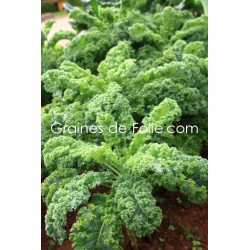 Graines de chou frisé VERT DEMI NAIN