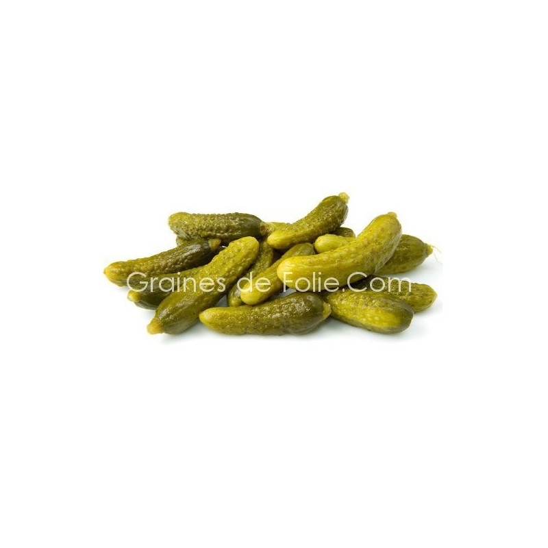 Graines de Cornichon VERT de PARIS