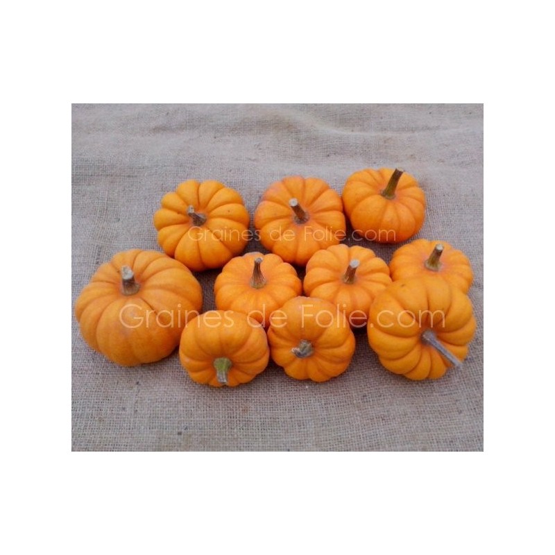 Graines de courge JACK BE LITTLE - reproductibles