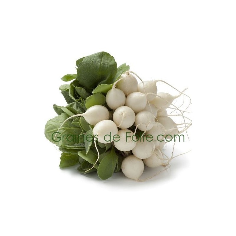 Graines de radis GREEN MEAT sur GRAINESdeFOLIE.com