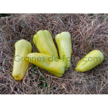 Graines de Poivron BLANC « DIAMOND