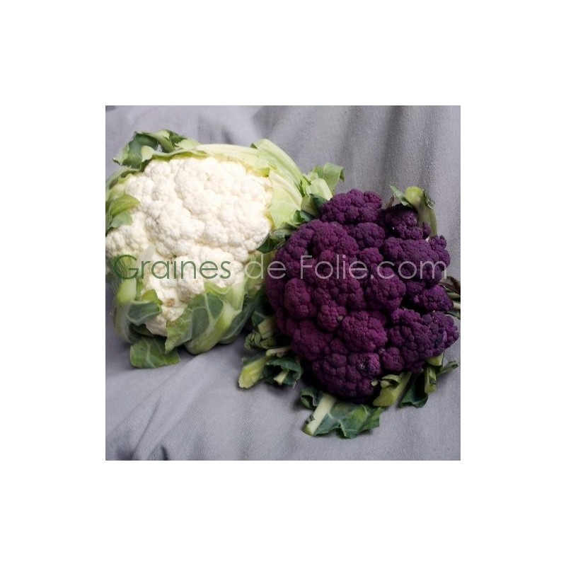Graines de Chou fleur VIOLET de SICILE + BOULE de NEIGE sur ...