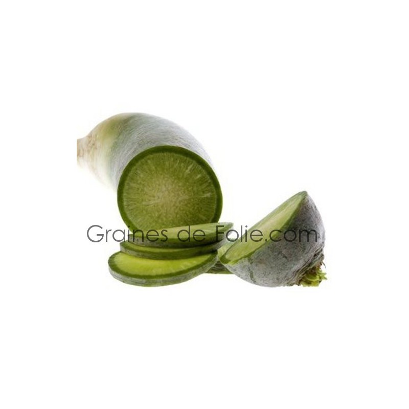 Graines de radis GREEN MEAT sur GRAINESdeFOLIE.com