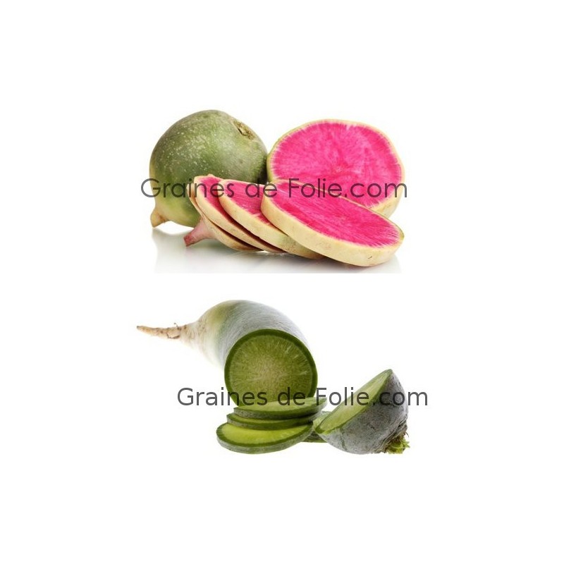 Graines de radis Radis GREEN MEAT + RED MEAT sur GRAINESdeFOLIE.com