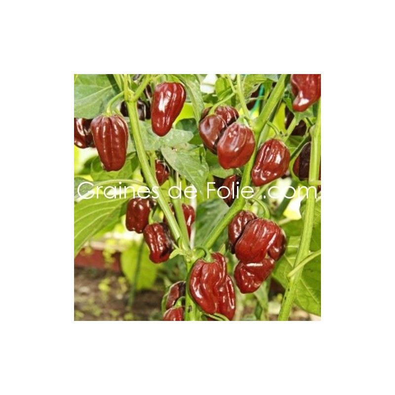Graines de Piment HABANERO CHOCOLAT sur GRAINESdeFOLIE.com