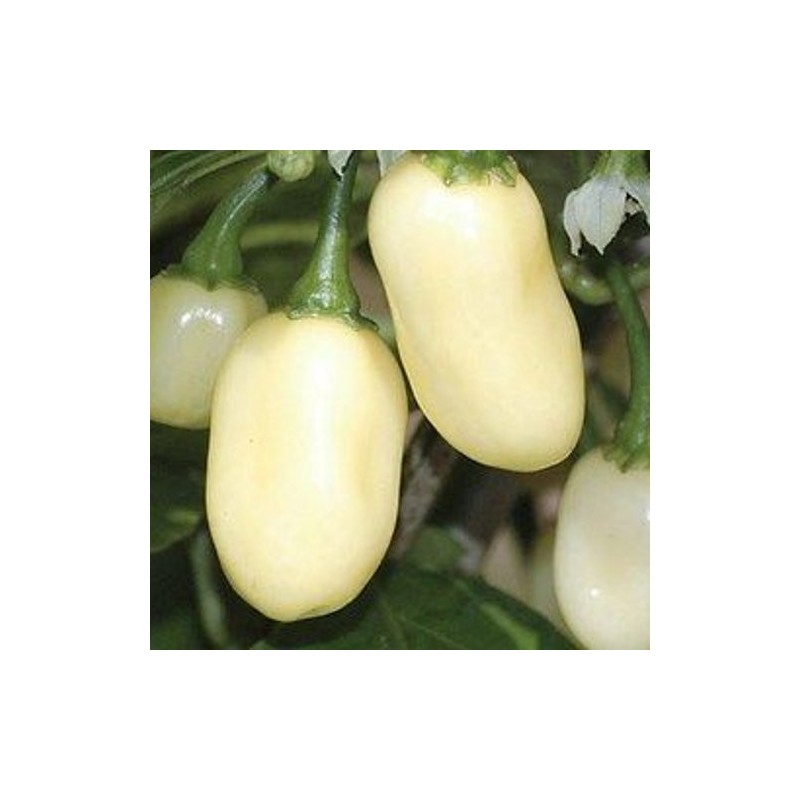 Graines de piment HABANERO BLANC sur GRAINESdeFOLIE.com
