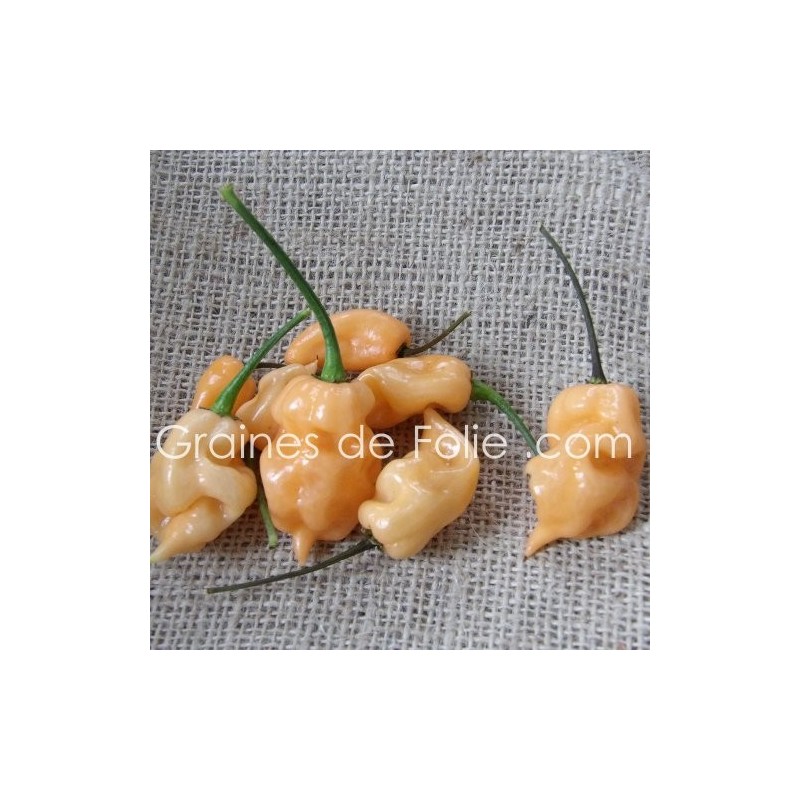 Graines de piment HABANERO PECHE sur GRAINESdeFOLIE.com