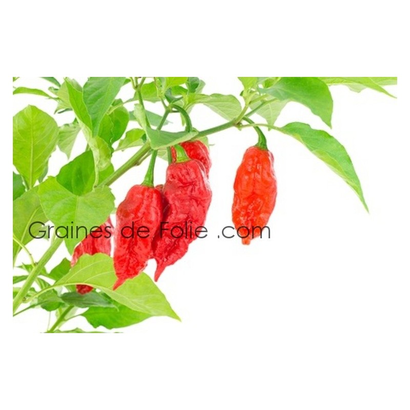 Graines de Piment NAGA BHUT JOLOKIA Ghost Pepper