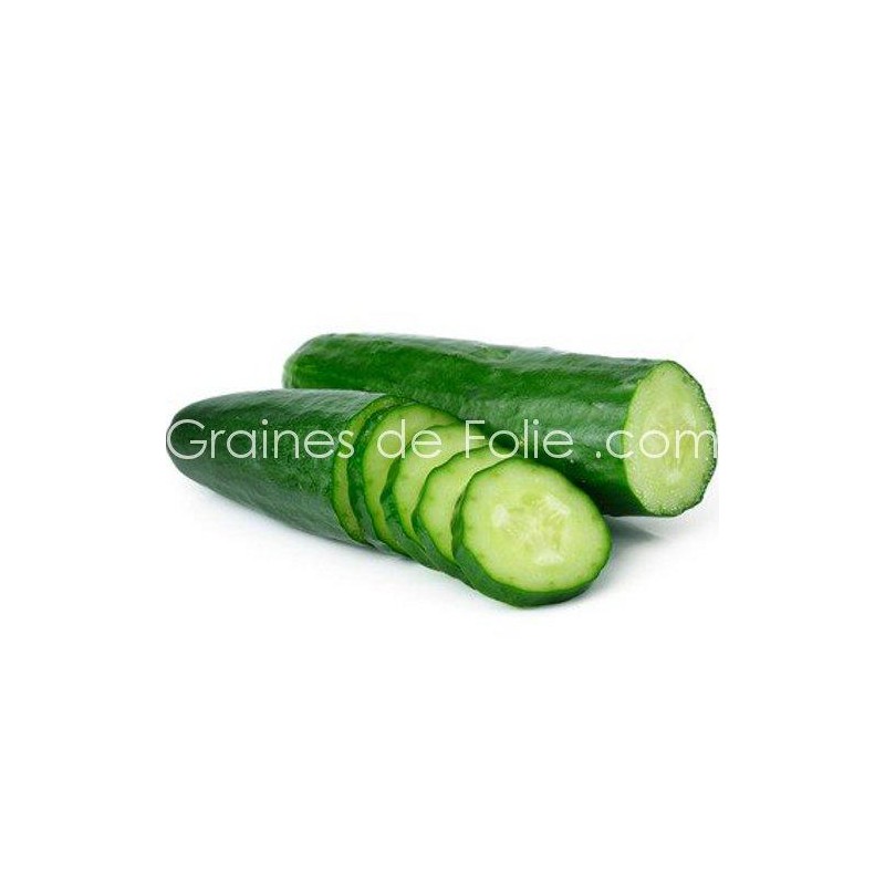 CUCAMELON Concombre à confire - Melothria scabra