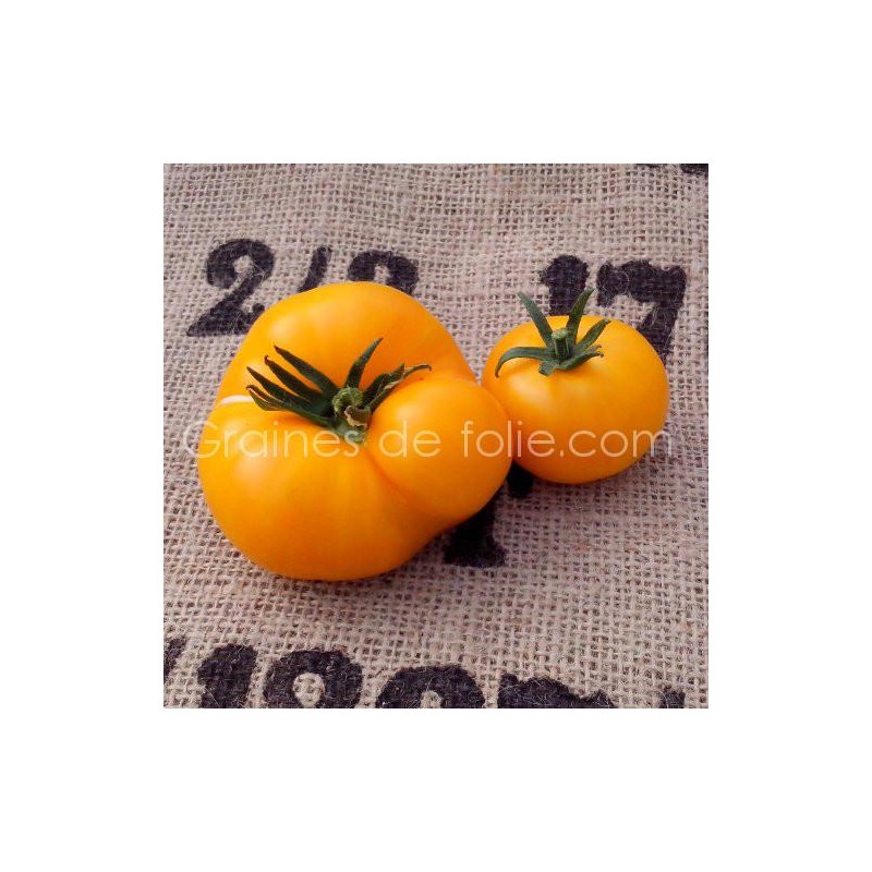 Tomate Bio JAUNE SAINT VINCENT