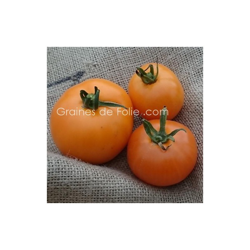Tomate ORANGE QUEEN BIO