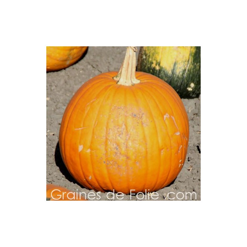 Potiron JACK O LANTERN sur GrainesdeFolie.com