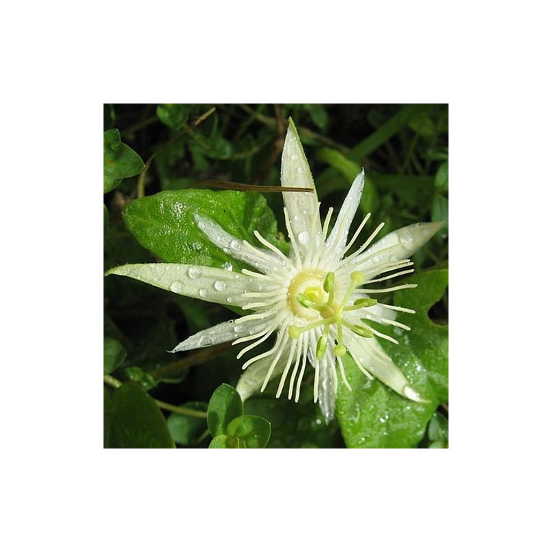 PASSIFLORE VANILLE Passiflora Capsularis - semences graines