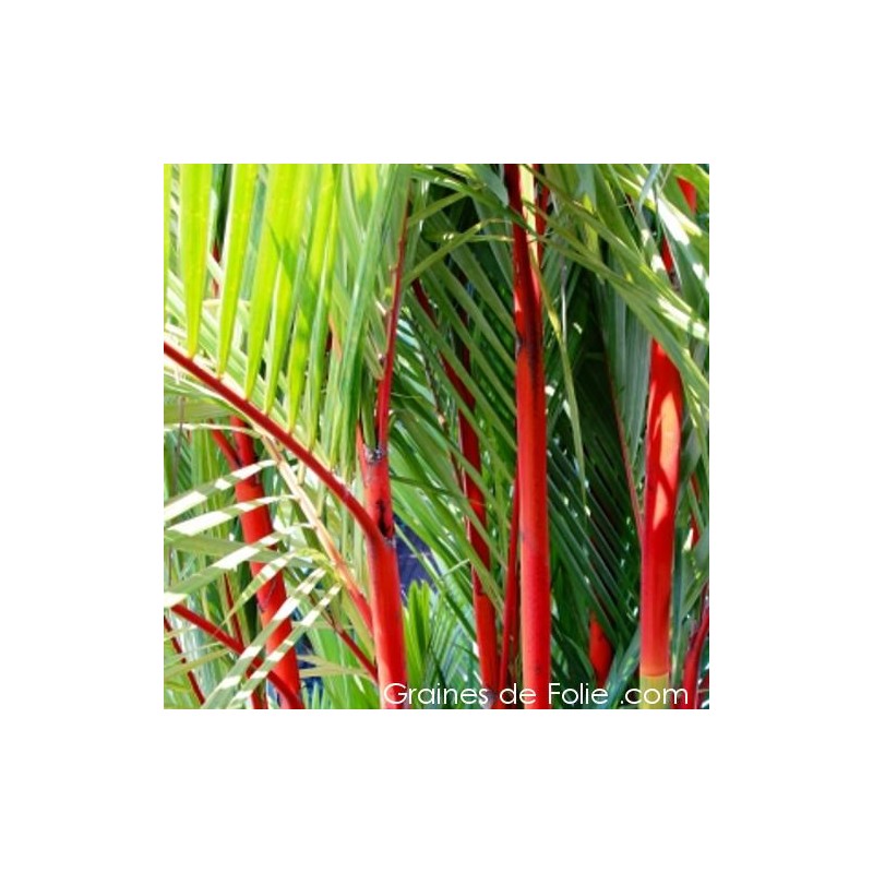 PALMIER ROUGE Cyrtostachys Renda - Graines semences