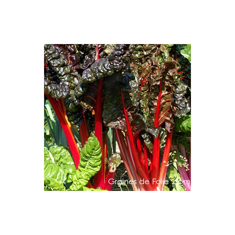 Poirée Bette à Cardes Rouges RHUBARB CHARD