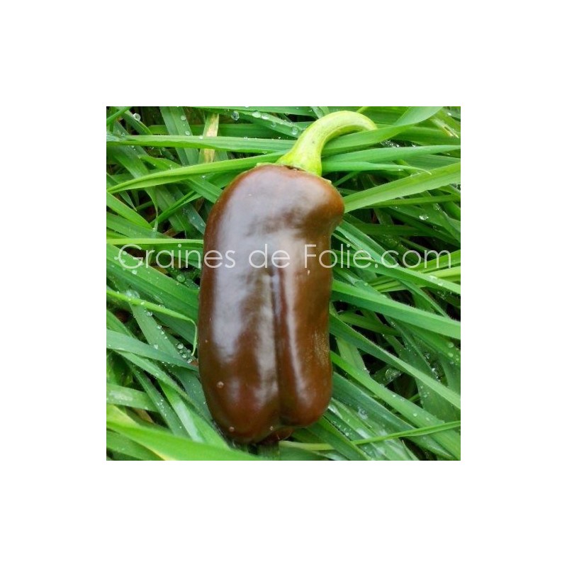 Poivron doux CHOCOLAT Bio