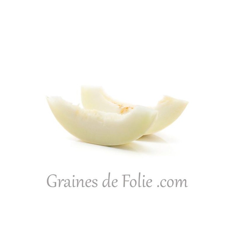 Graines de melon Blanc BRANCO do RIBATEJO