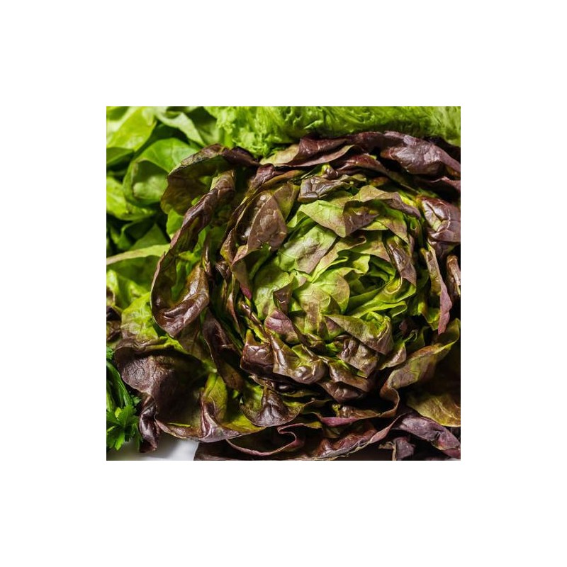 Laitue MERVEILLE DES 4 SAISONS Graines Bio