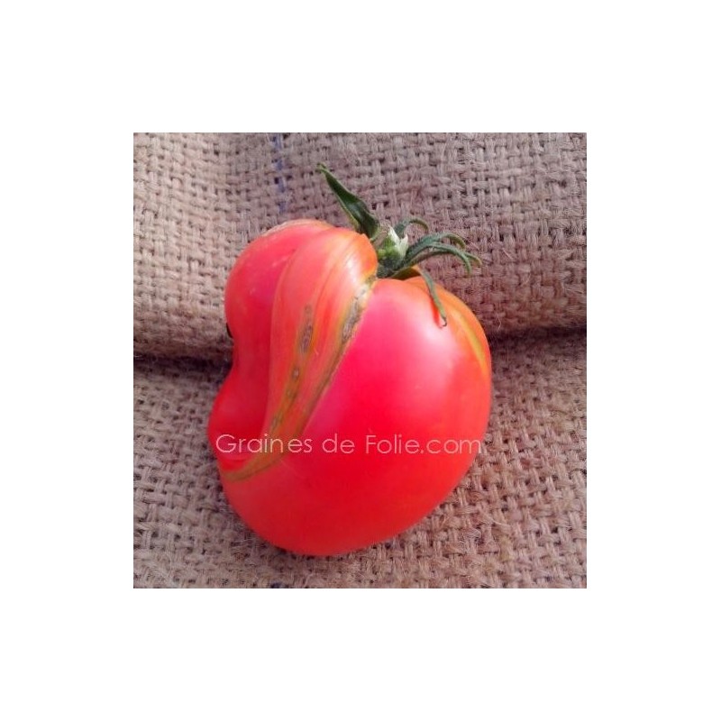 Graines Bio de Tomate Cœur de Bœuf ROSE