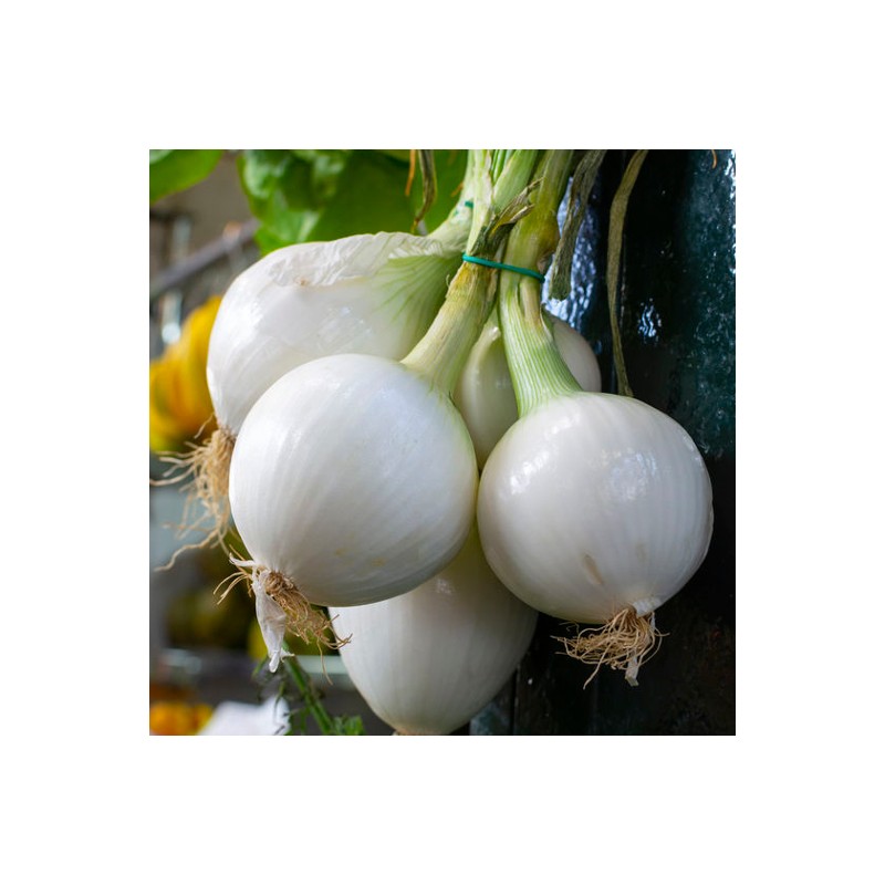 Graines Oignon BLANC DE BARLETTA
