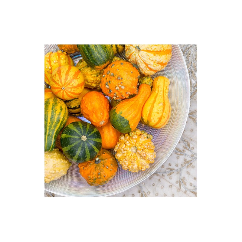Graines de Coloquintes Mix