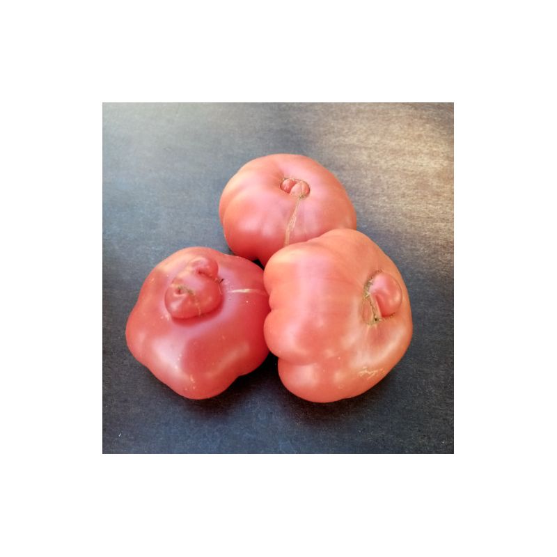 Graines bio Tomate Trèfle du Togo