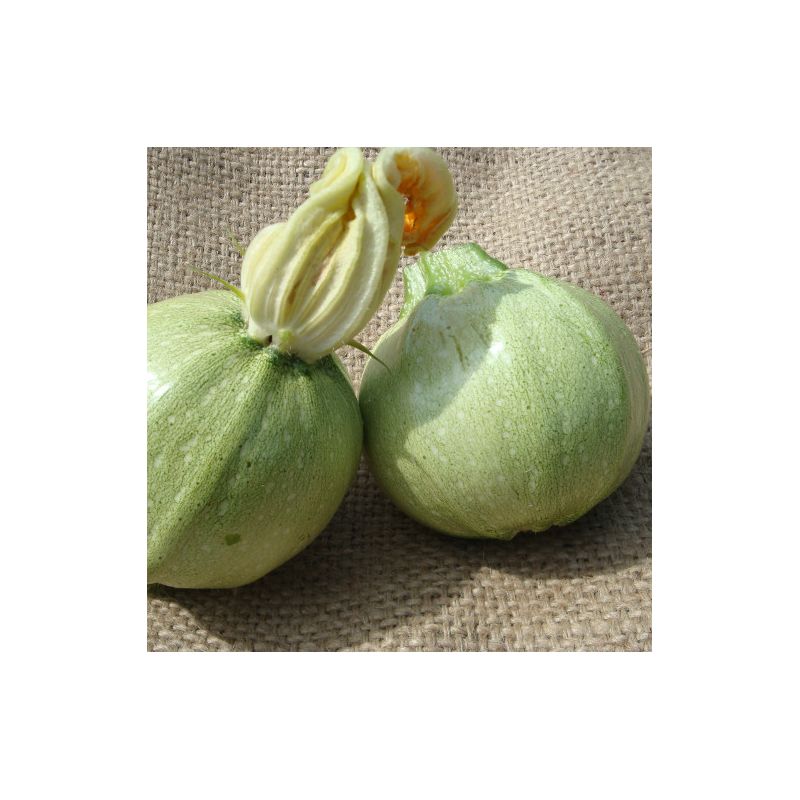 Graines Bio Courgette Ronde de Nice