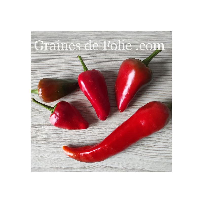 Graines Bio de Poivron Caviar Calabrais