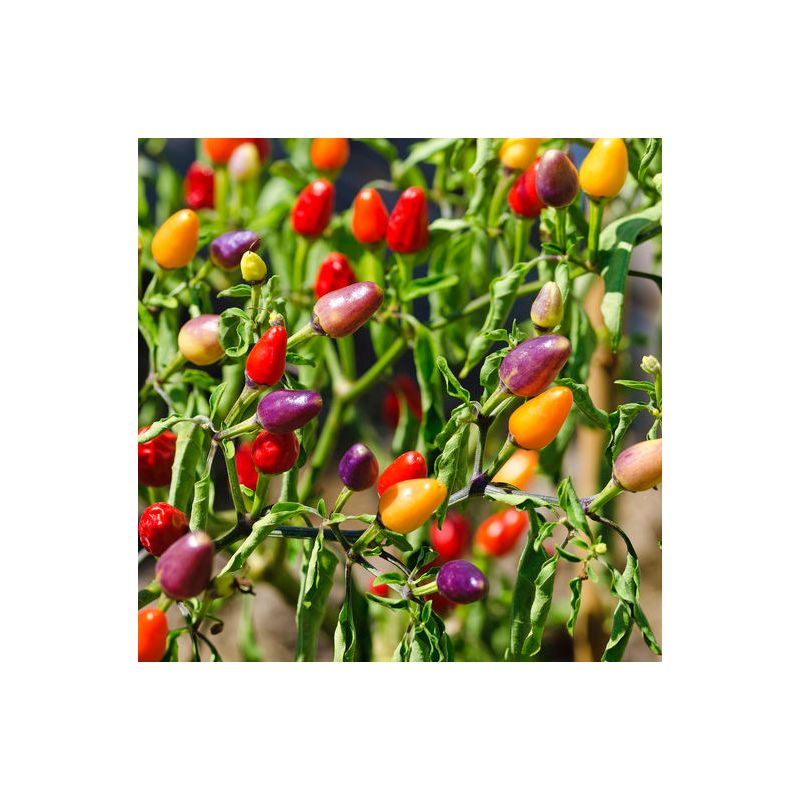Graines Bio de piment 5 couleurs