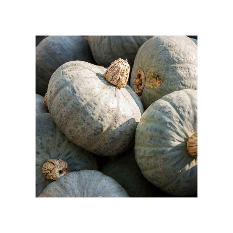 Graines de Potimarron Blue Kuri
