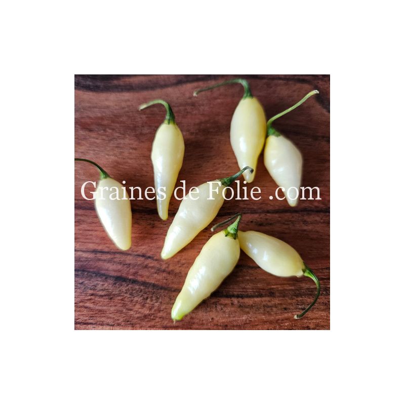 Graines Bio de piment Biquinho Blanc - Piment Petit Bec Blanc