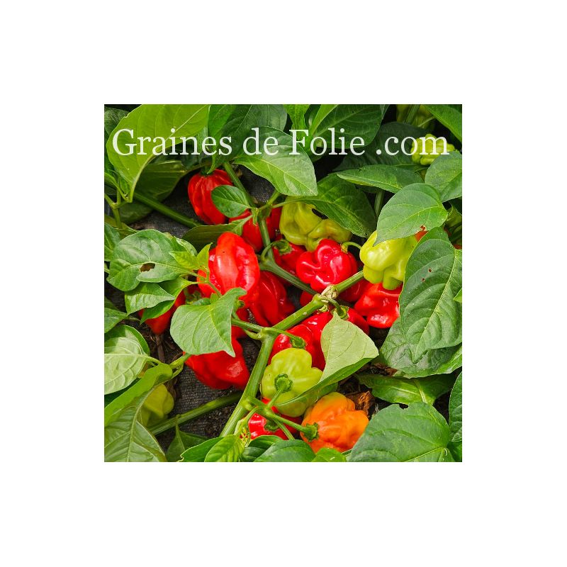 Graines Bio de Piment Habanero Rouge