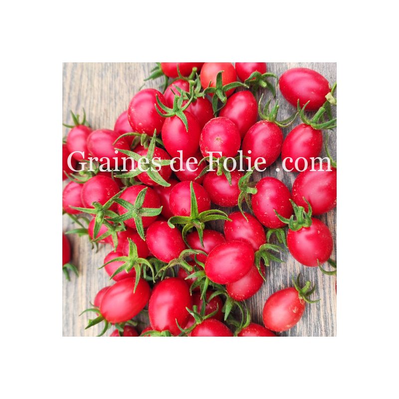 Graines bio de Tomate Wippersnapper