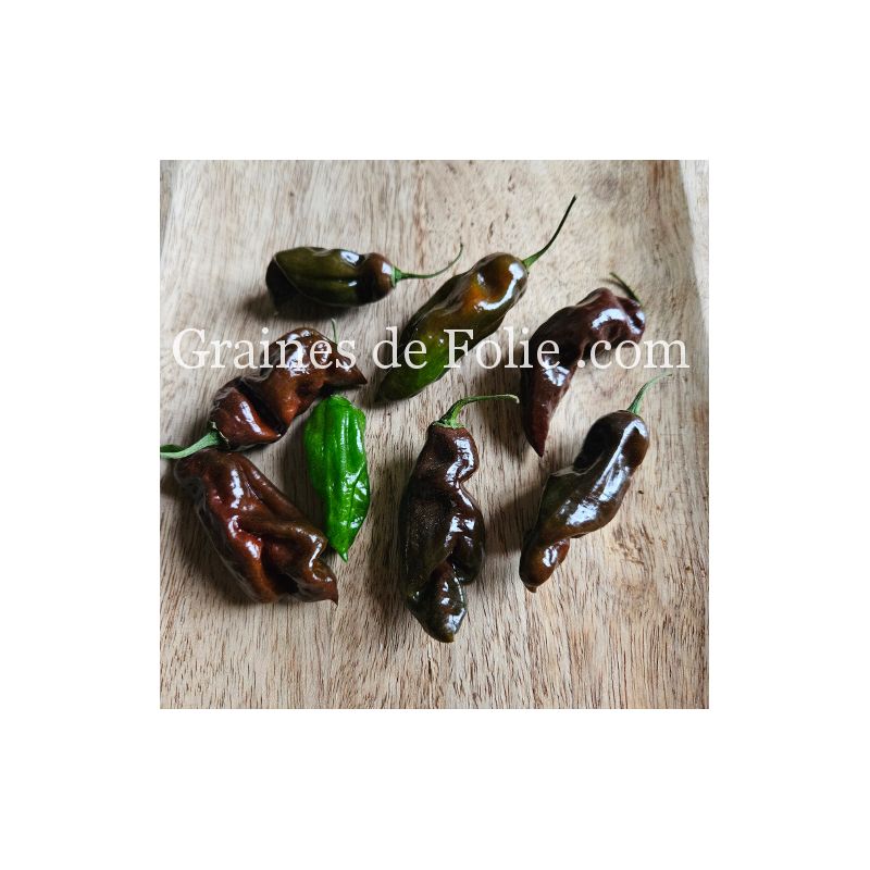 Graines Bio de Piment Devil's Tongue Chocolat - Langue du Diable