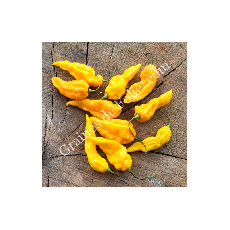 Graines Bio de Piment Bhut Jolokia Jaune Ghost Pepper