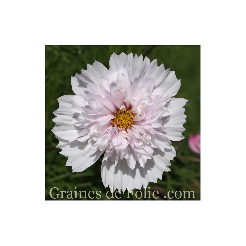 COSMOS DOUBLE DUTCH BLANC