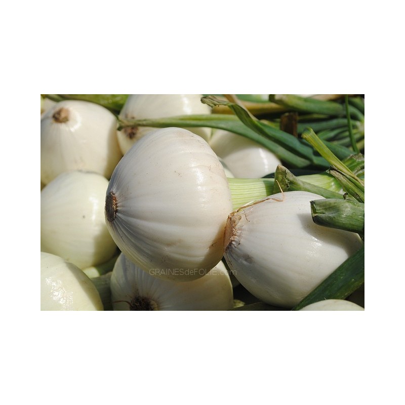 Oignon BLANC de LISBONNE ou WHITE LISBON sur GRAINES de FOLIE .com